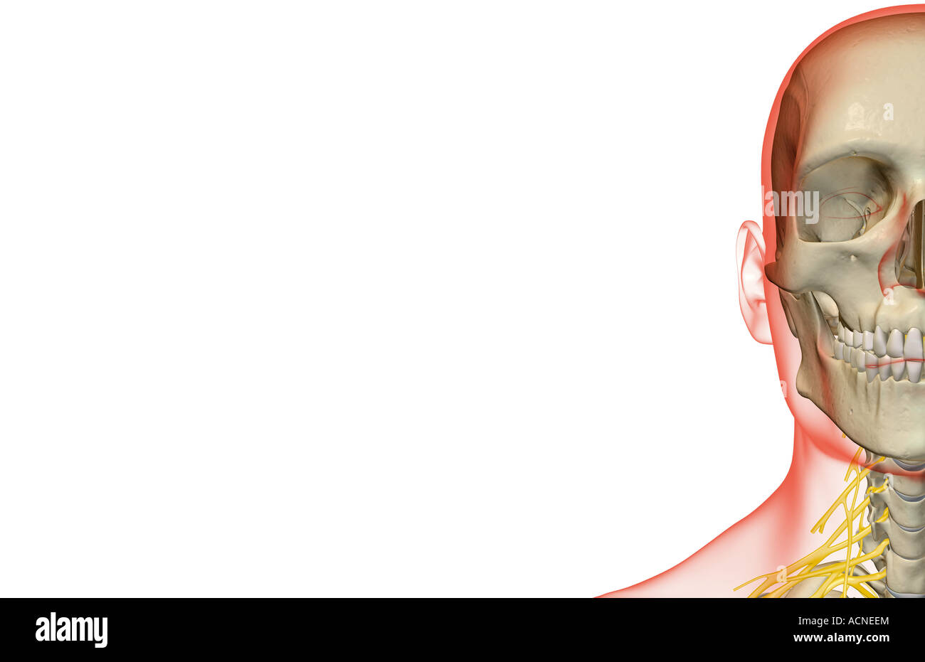 The cervical plexus Stock Photo - Alamy