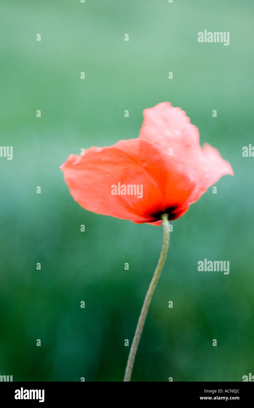 Single poppy with softly blurred background Stock Photo - Alamy