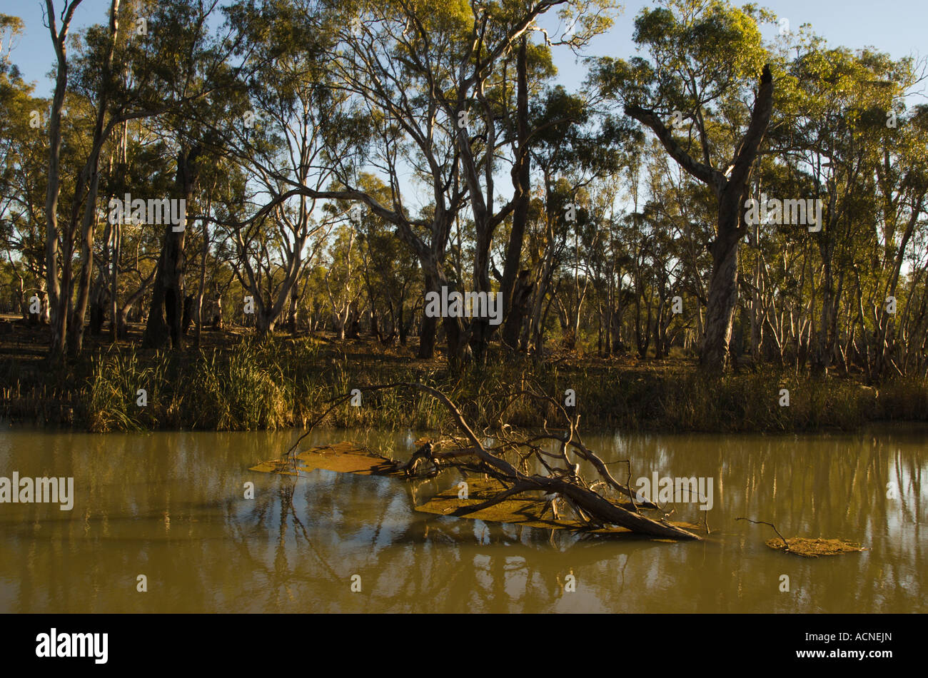 Fallen Tree in the Murray River Stock Photo - Alamy