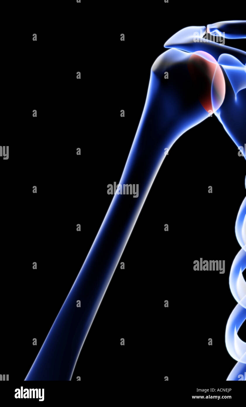 The bones of the shoulder Stock Photo - Alamy
