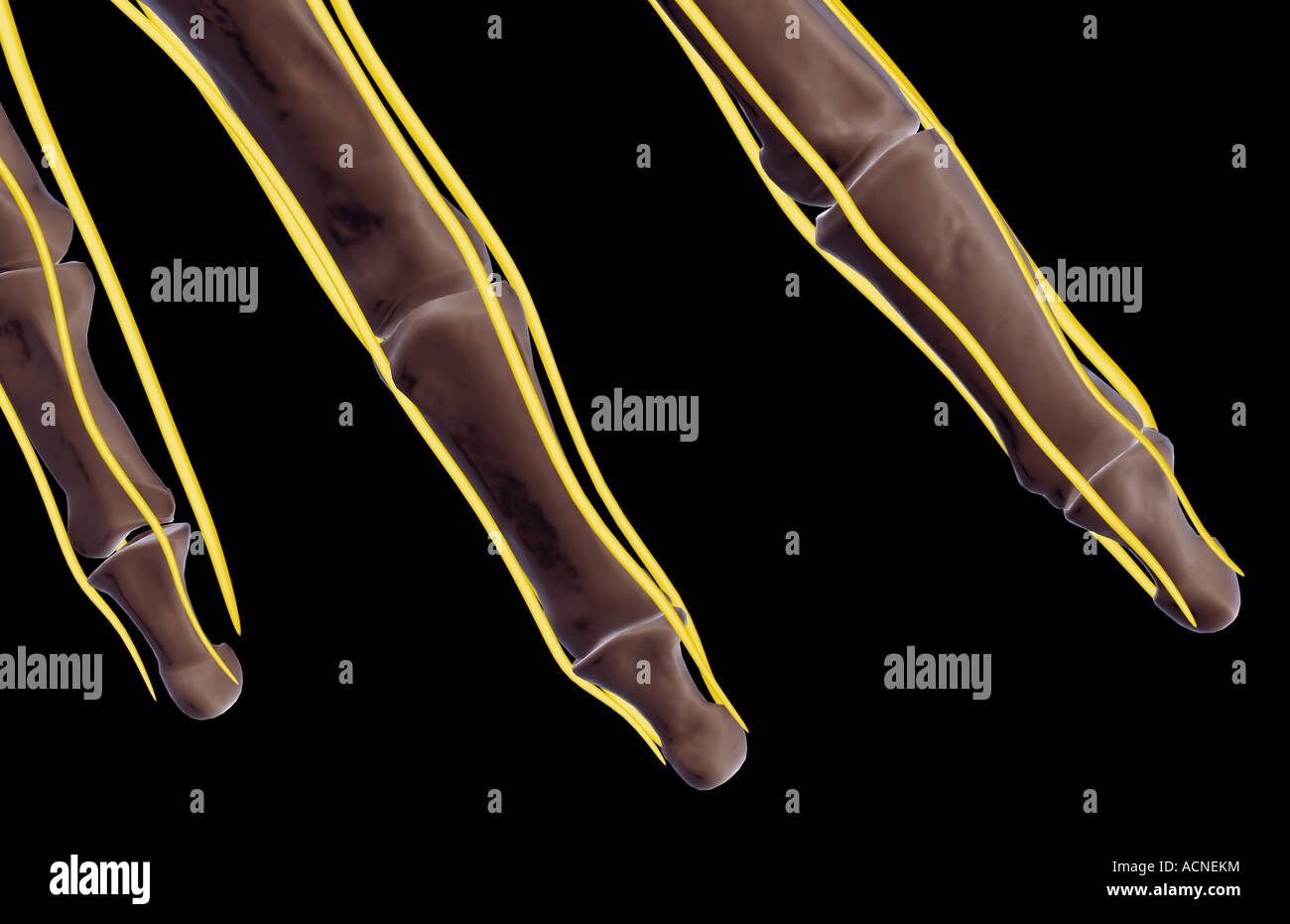 The nerves of the fingers Stock Photo - Alamy