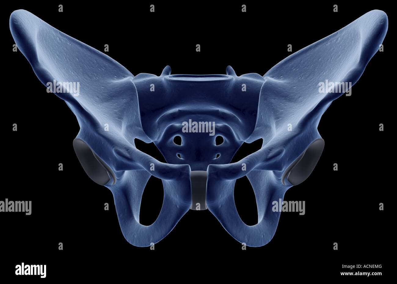 Pelvic inlet hi-res stock photography and images - Alamy