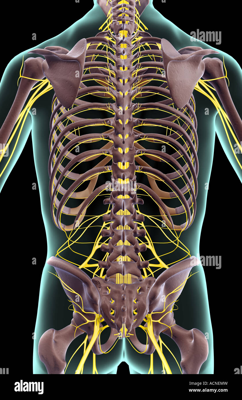 Thoracic Nerves High Resolution Stock Photography and Images - Alamy