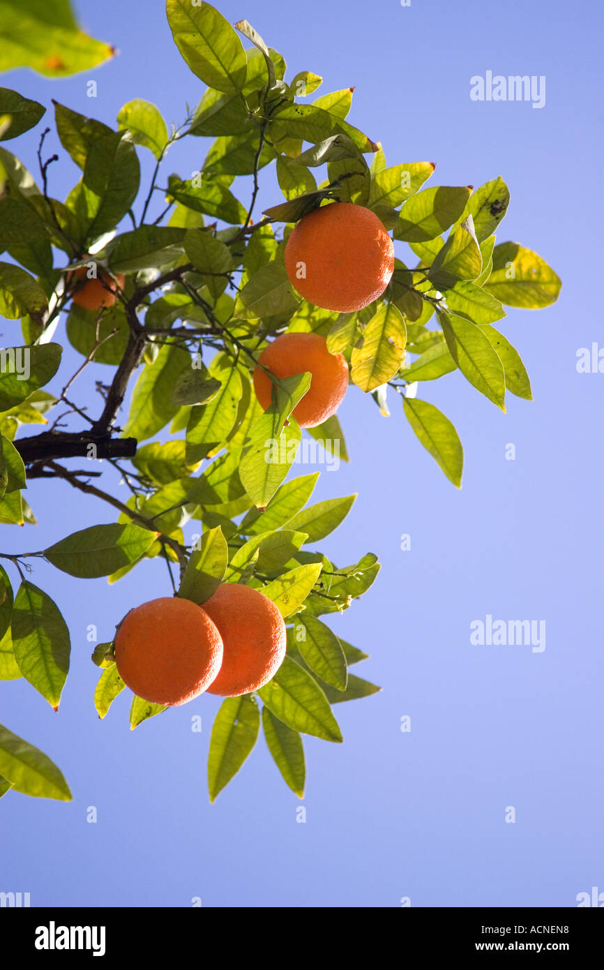 Seville oranges on street hi-res stock photography and images - Alamy