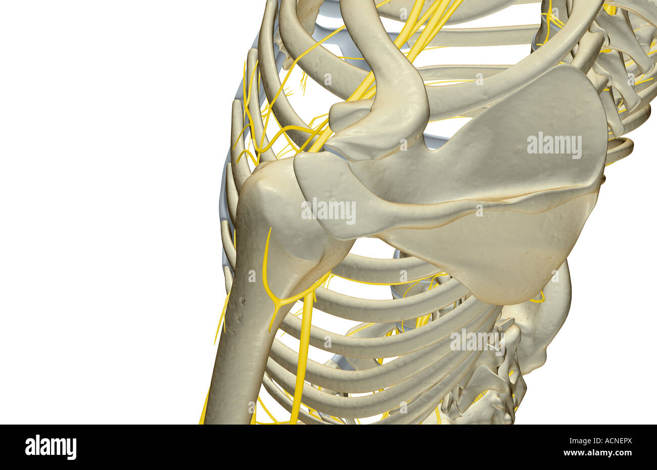 Axillary nerve shoulder hi-res stock photography and images - Alamy