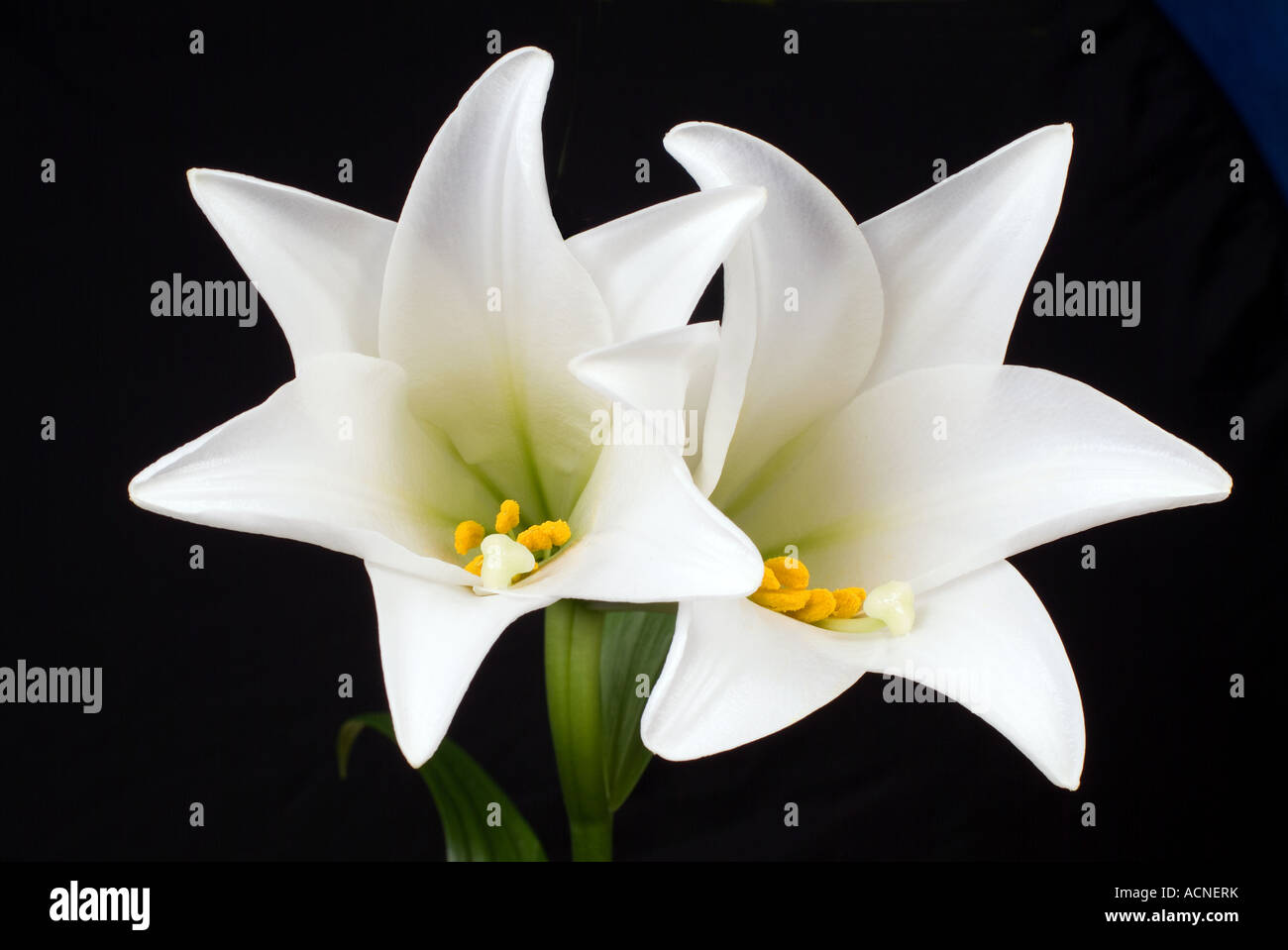 white lillies flower portraits Stock Photo - Alamy