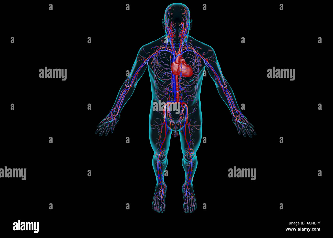 Vascular hi-res stock photography and images - Alamy