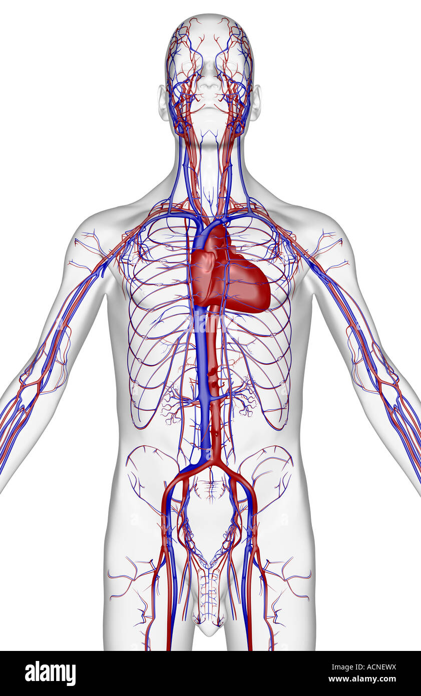 The blood supply of the upper body Stock Photo - Alamy