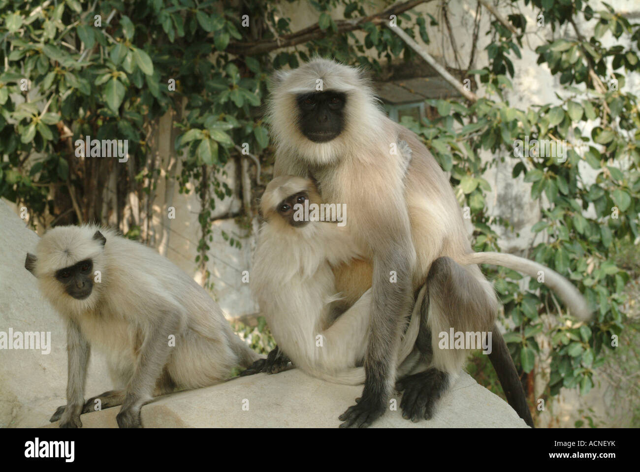 Monkey food wash hi-res stock photography and images - Alamy