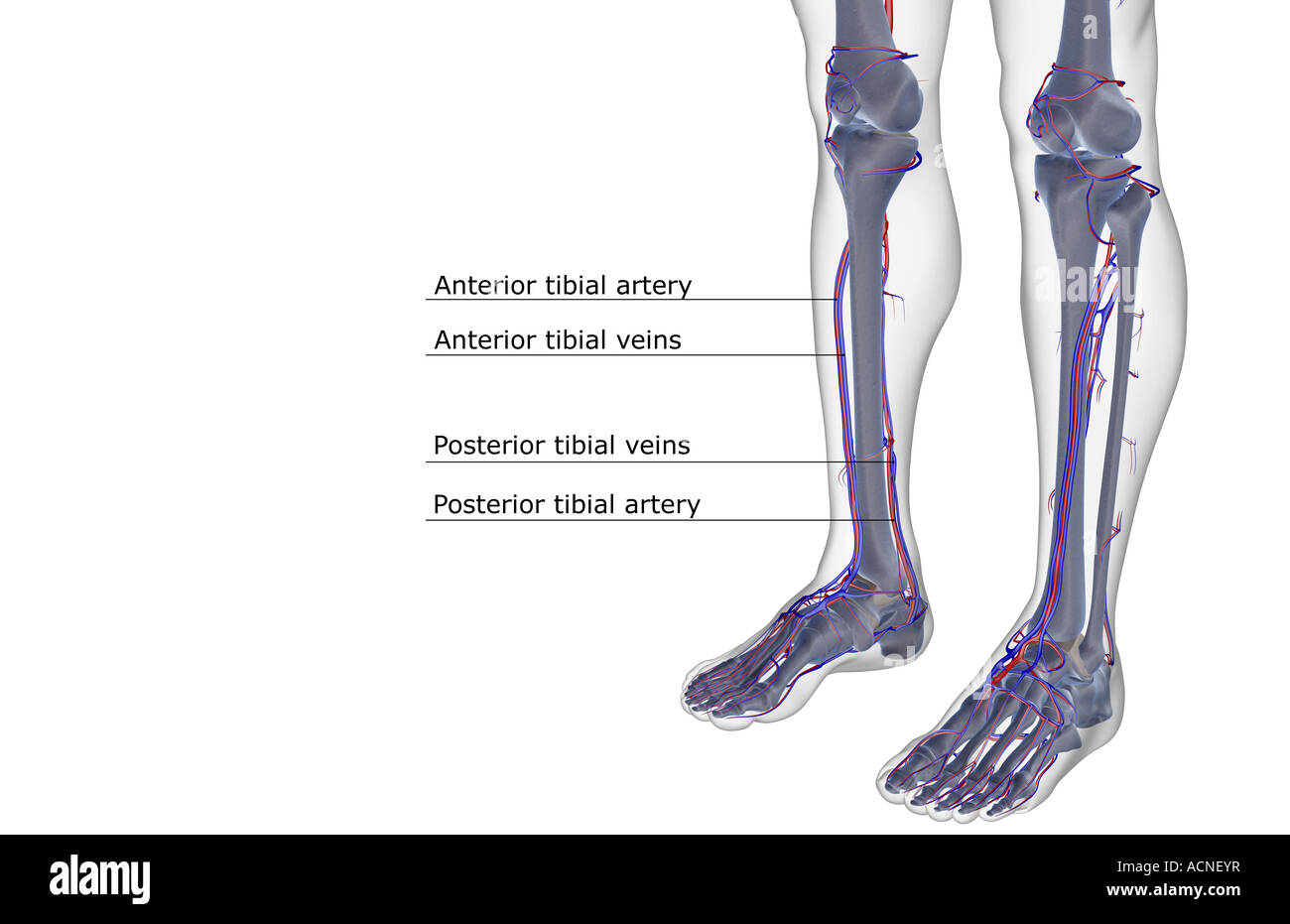 Leg Blood Vessels High Resolution Stock Photography and Images - Alamy