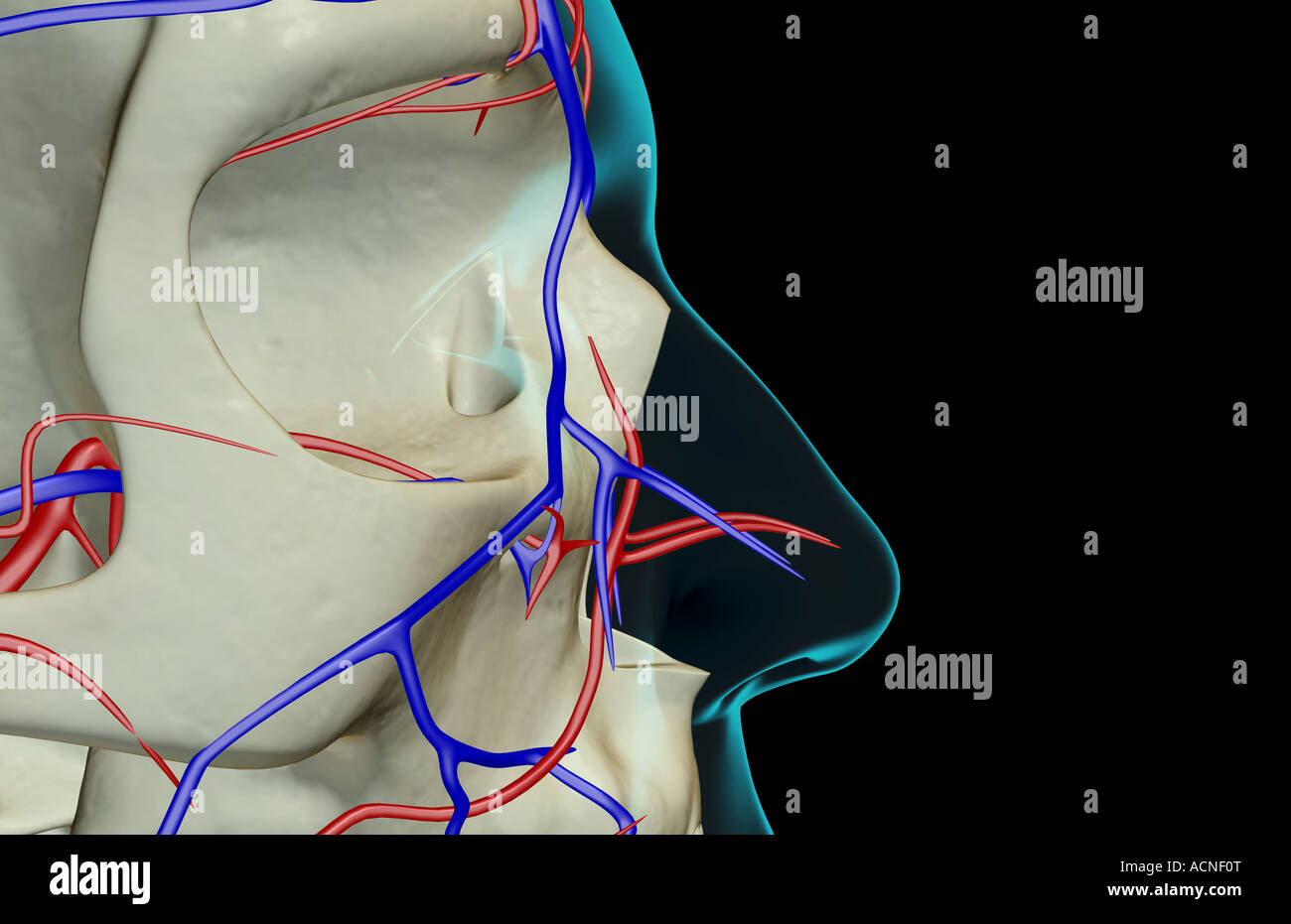 Facial Artery High Resolution Stock Photography and Images - Alamy