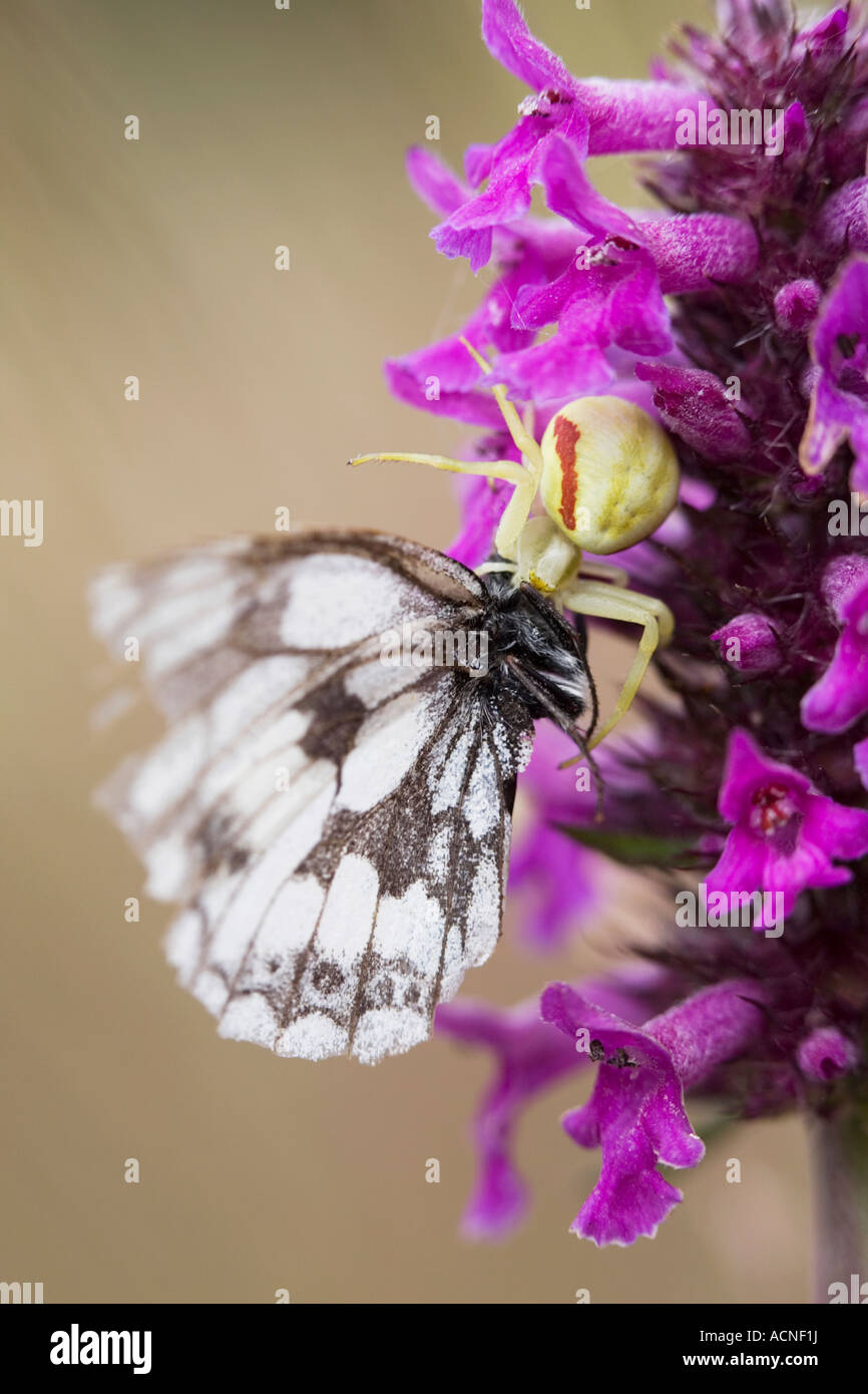 Crab spider catching a marbled white butterfly in the English ...