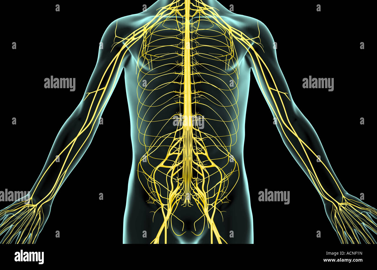 The nerves of the trunk Stock Photo - Alamy