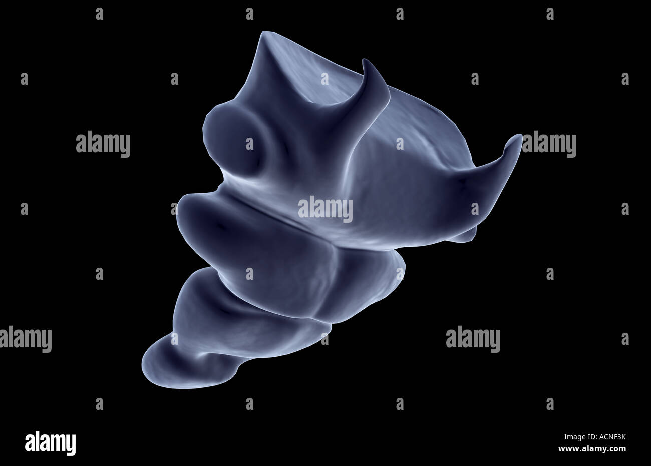 The tail bone Stock Photo - Alamy