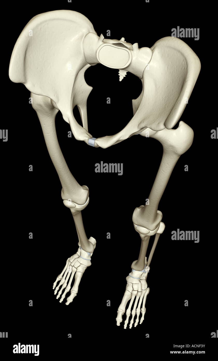 The bones of the lower body Stock Photo - Alamy