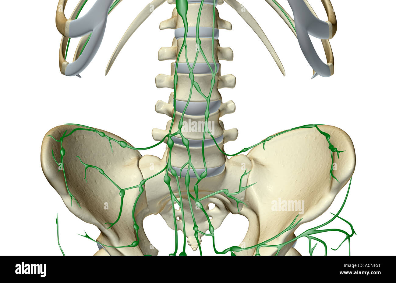 The lymph supply of the pelvis Stock Photo - Alamy