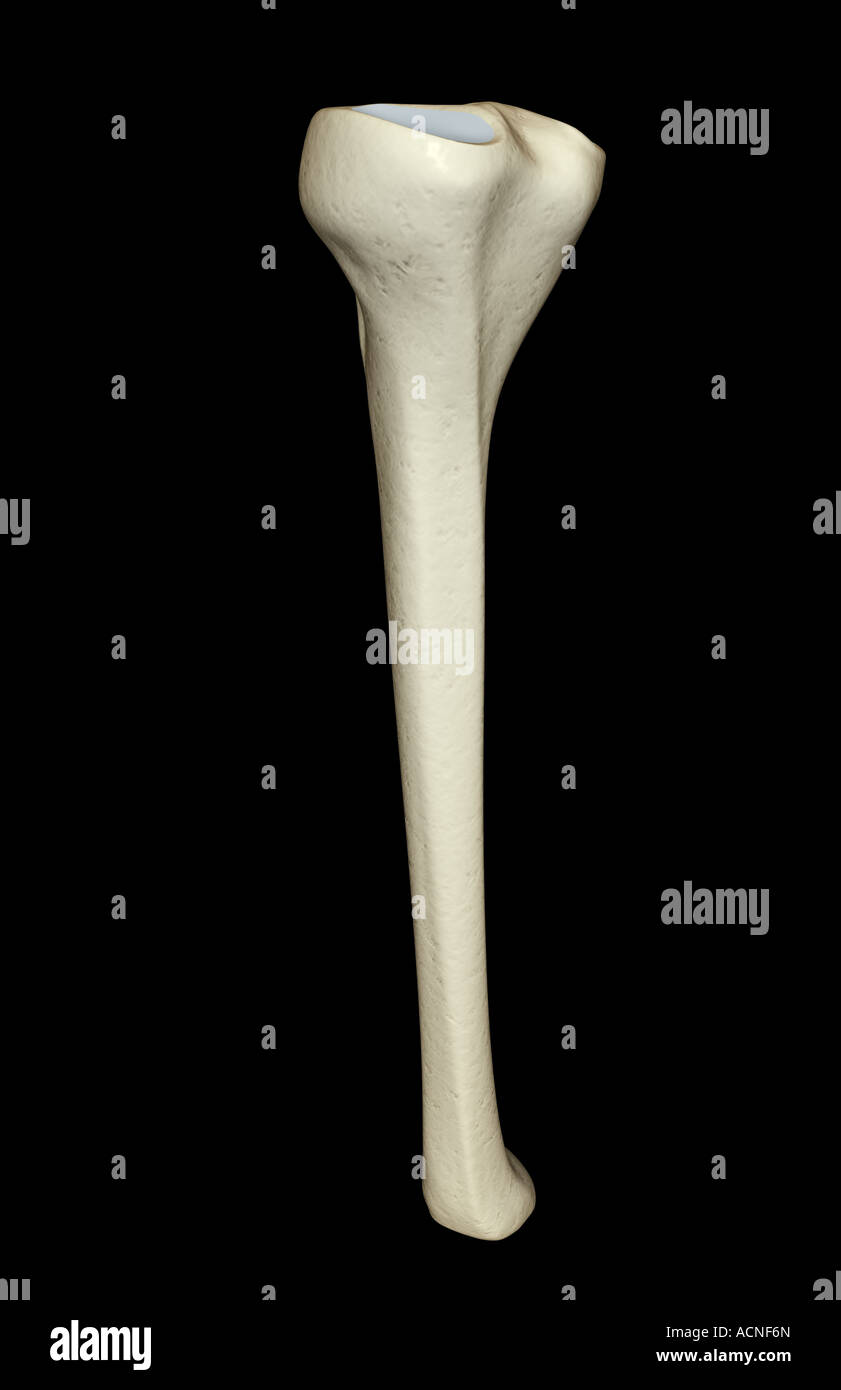 Tibia hi-res stock photography and images - Alamy