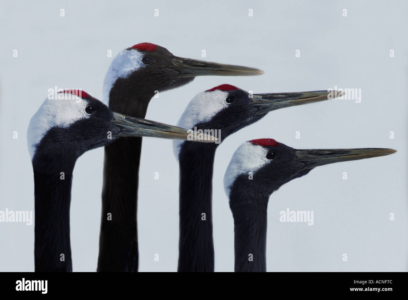 Japanese Red Crowned Cranes Hokkaido Japan Stock Photo - Alamy