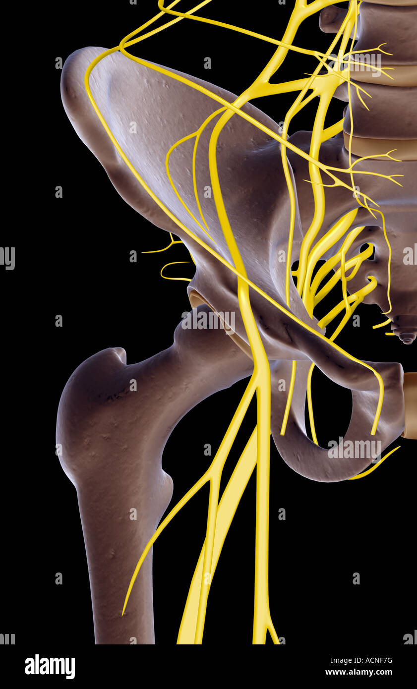 Nerves Hip High Resolution Stock Photography and Images - Alamy