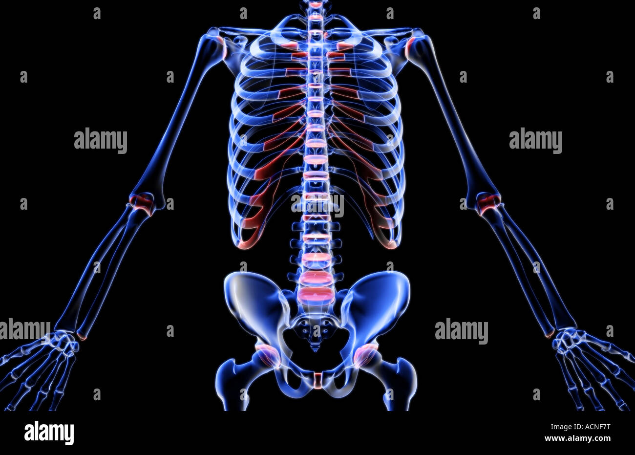 The bones of the trunk Stock Photo - Alamy