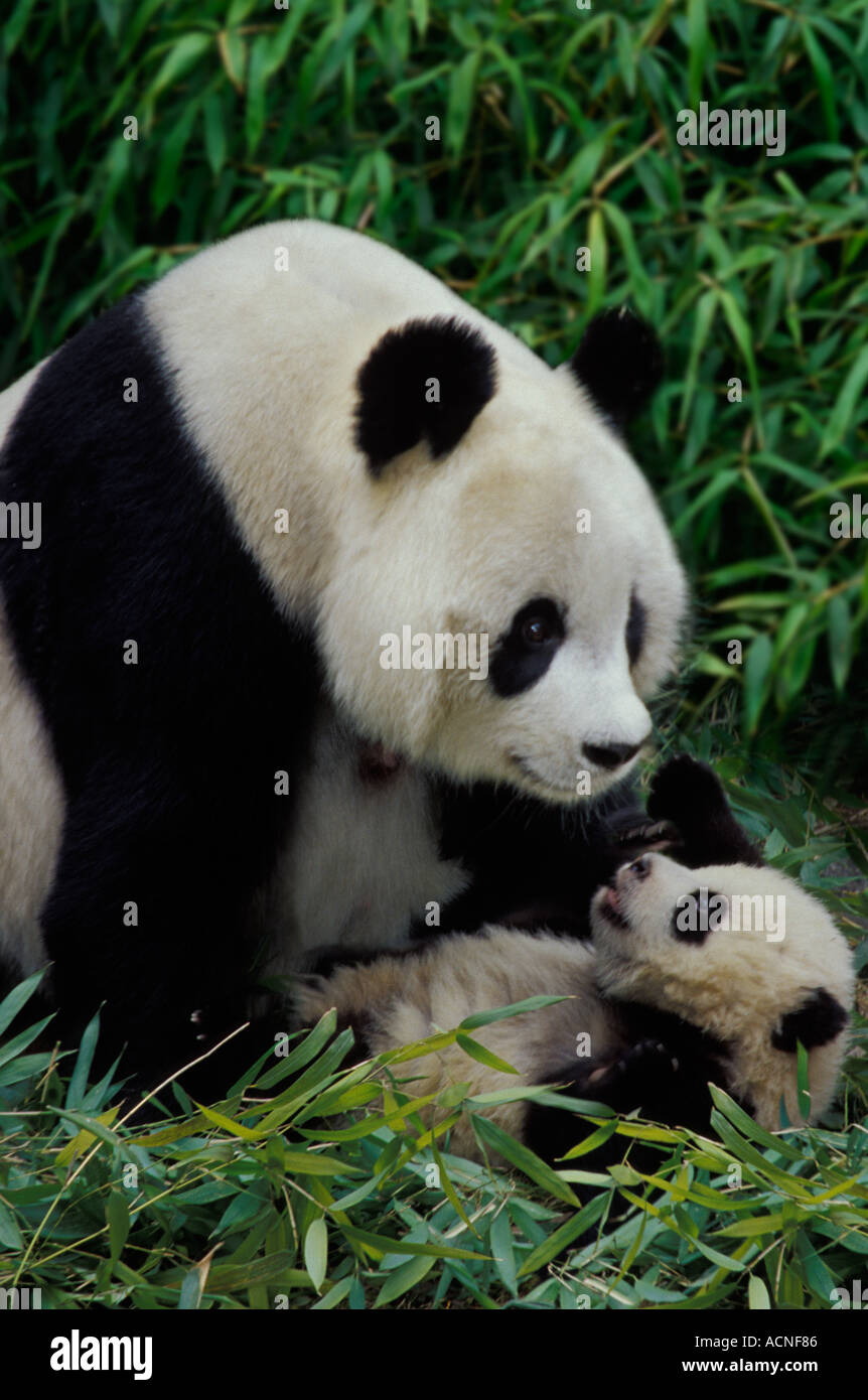 Giant Pandas mother holding baby in bamboo bush Wolong Sichuan Province ...