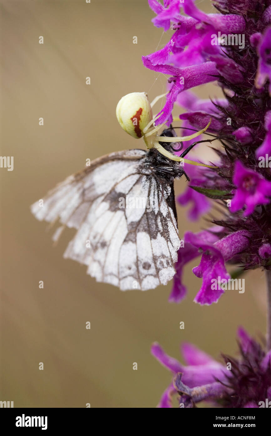 Crab spider catching a marbled white butterfly in the English ...