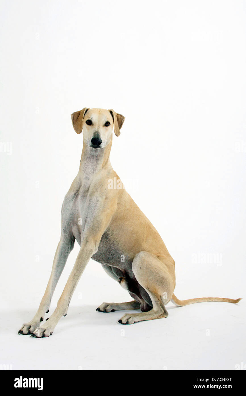 Sloughi dog hi-res stock photography and images - Alamy
