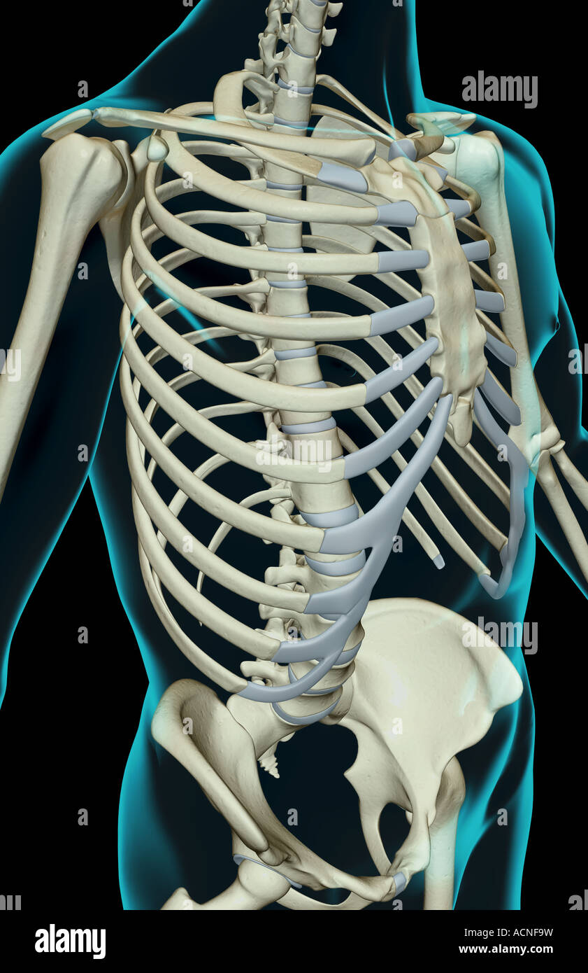 The bones of the trunk Stock Photo - Alamy