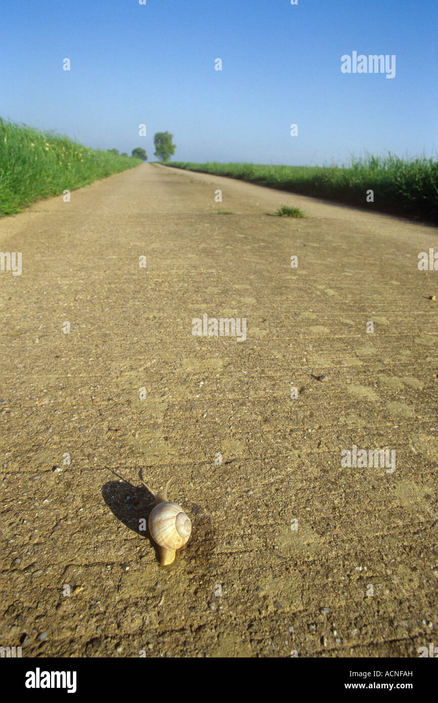 Long snails hi-res stock photography and images - Alamy