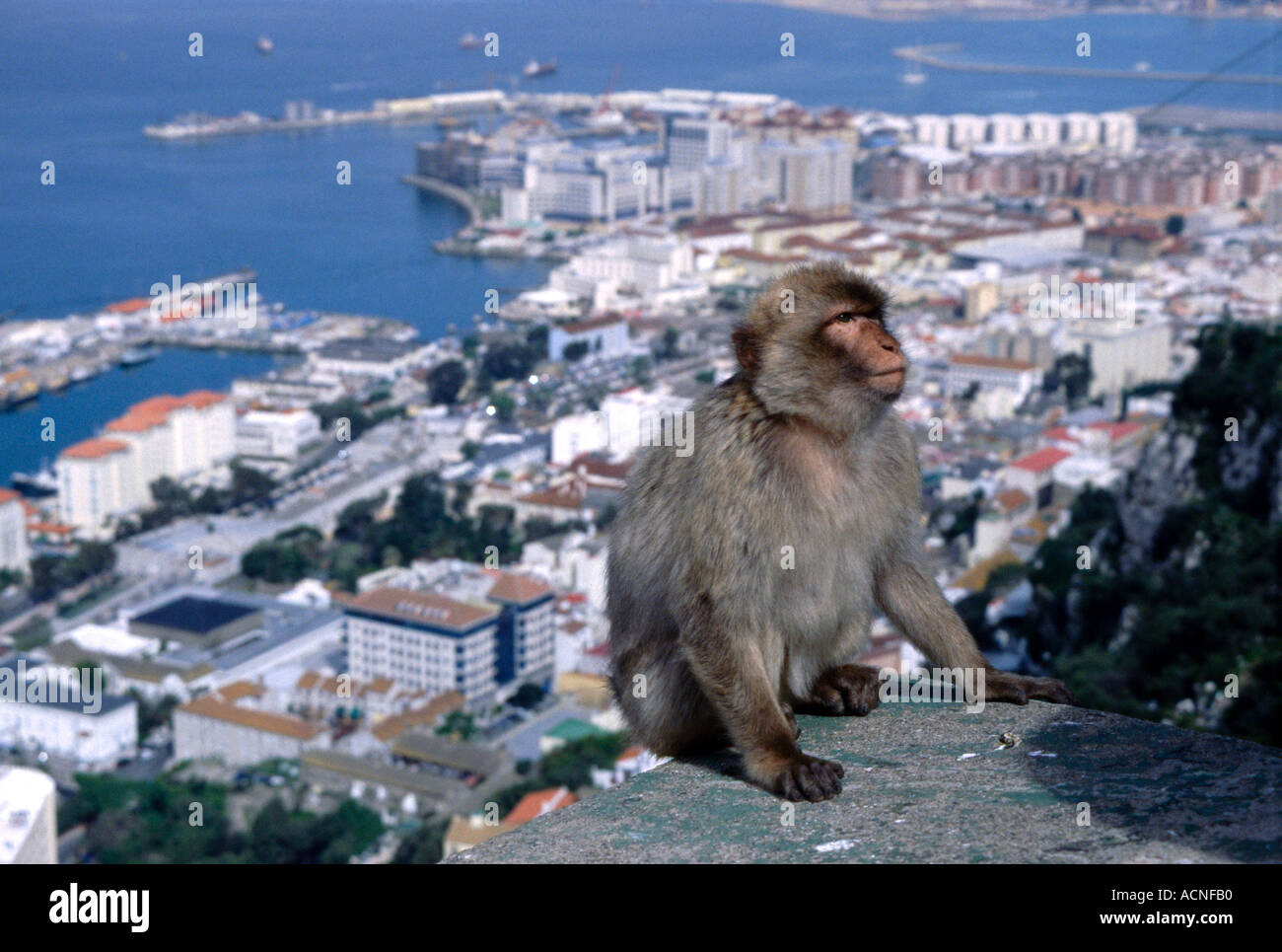 Monkey in Gibraltar Stock Photo - Alamy