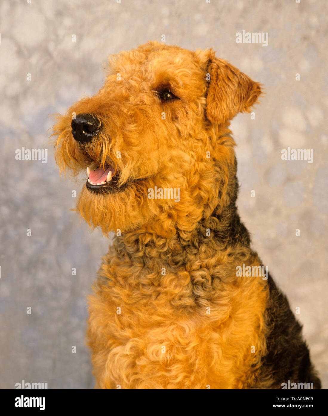 Largest breed hi-res stock photography and images - Alamy