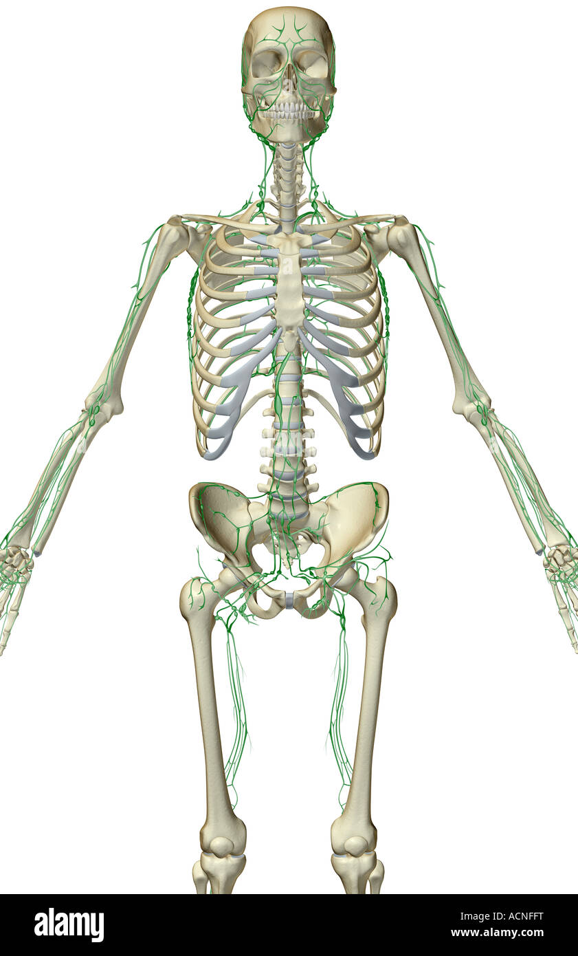 Lumbar lymph nodes hi-res stock photography and images - Alamy