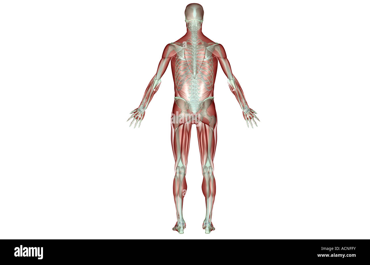 The musculoskeletal system Stock Photo - Alamy