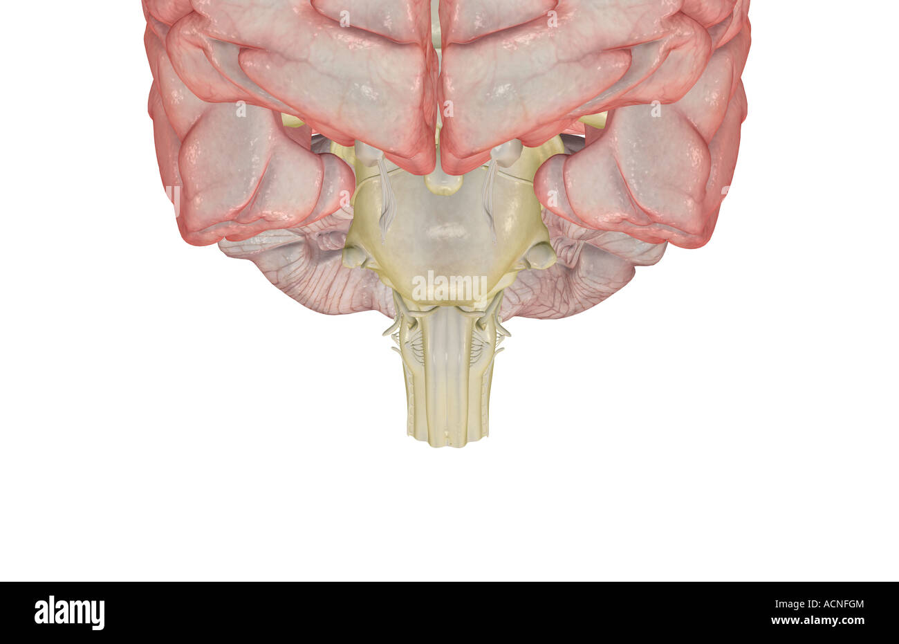 Abducens nerve hi-res stock photography and images - Alamy