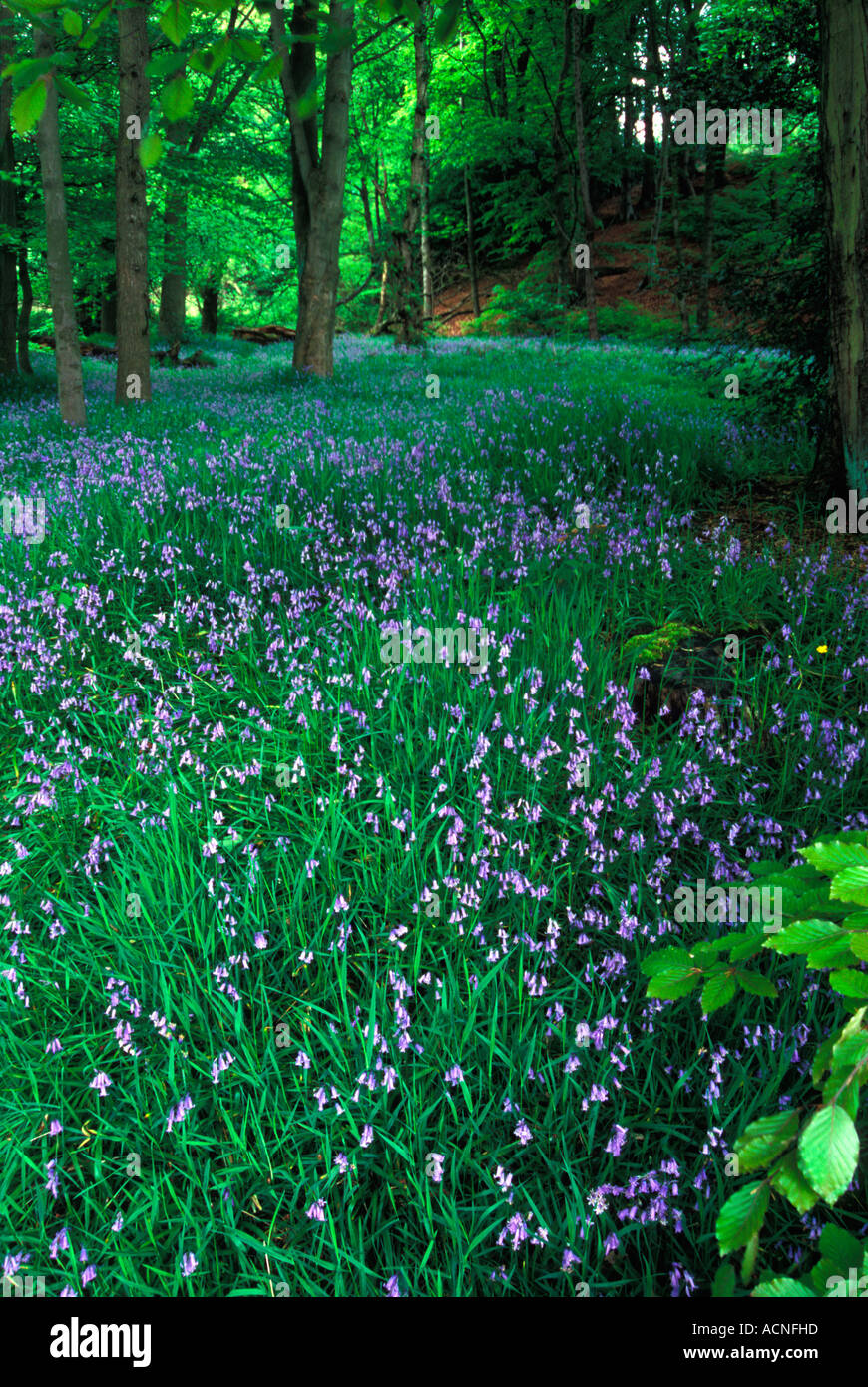 Honley hi-res stock photography and images - Alamy