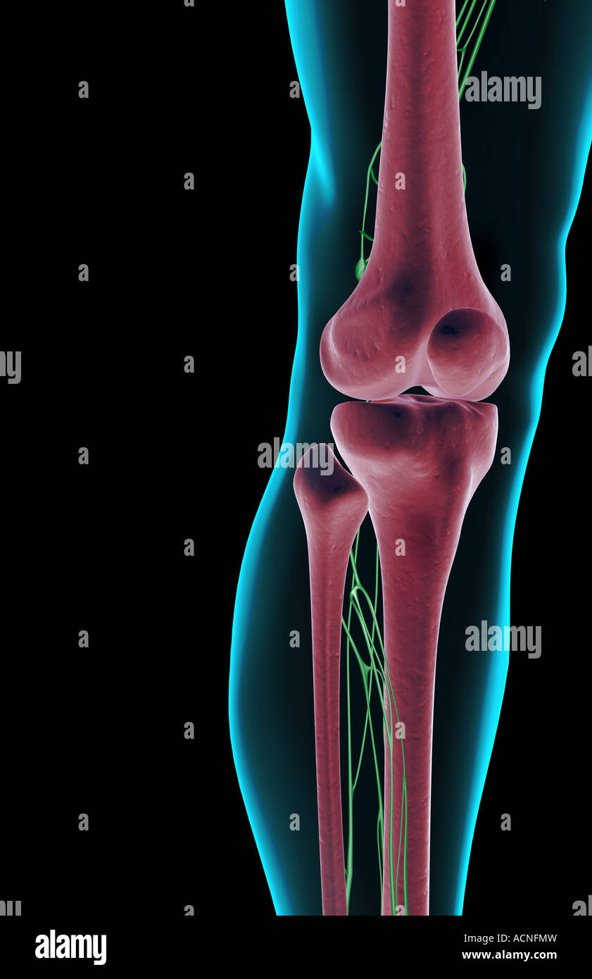 The lymph supply of the knee Stock Photo - Alamy
