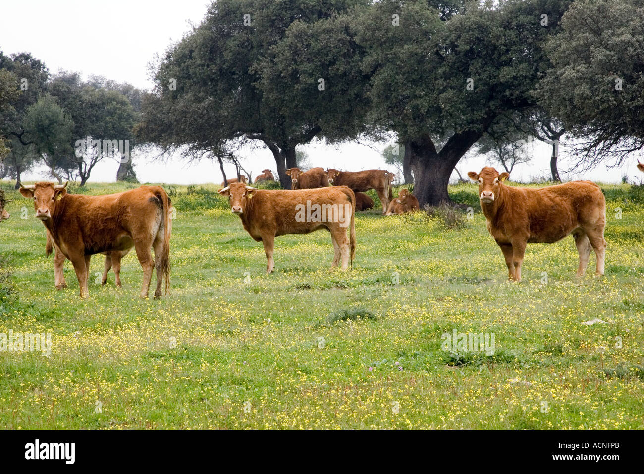 Cows grazing on open fields hi-res stock photography and images - Alamy
