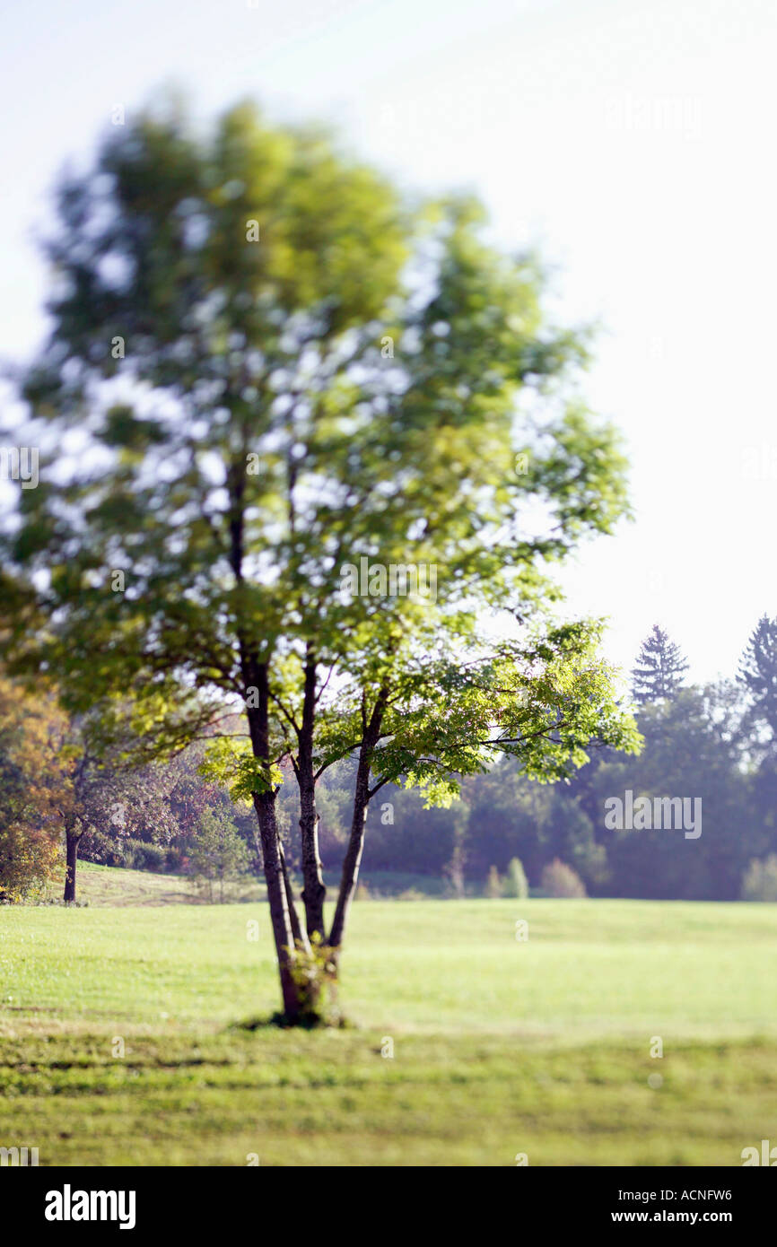 Deciduous Tree Stock Photo - Alamy