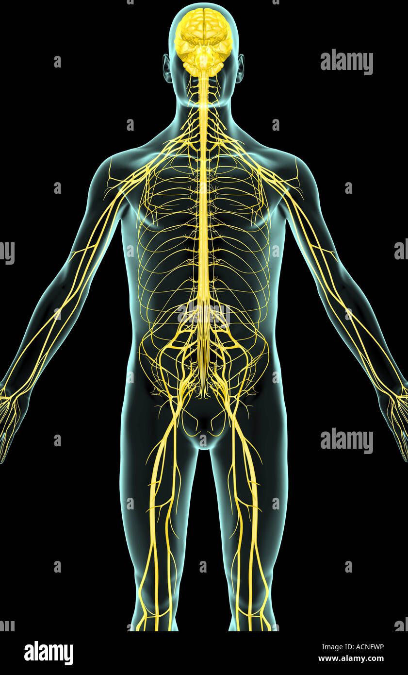 The nerves of the upper body Stock Photo - Alamy