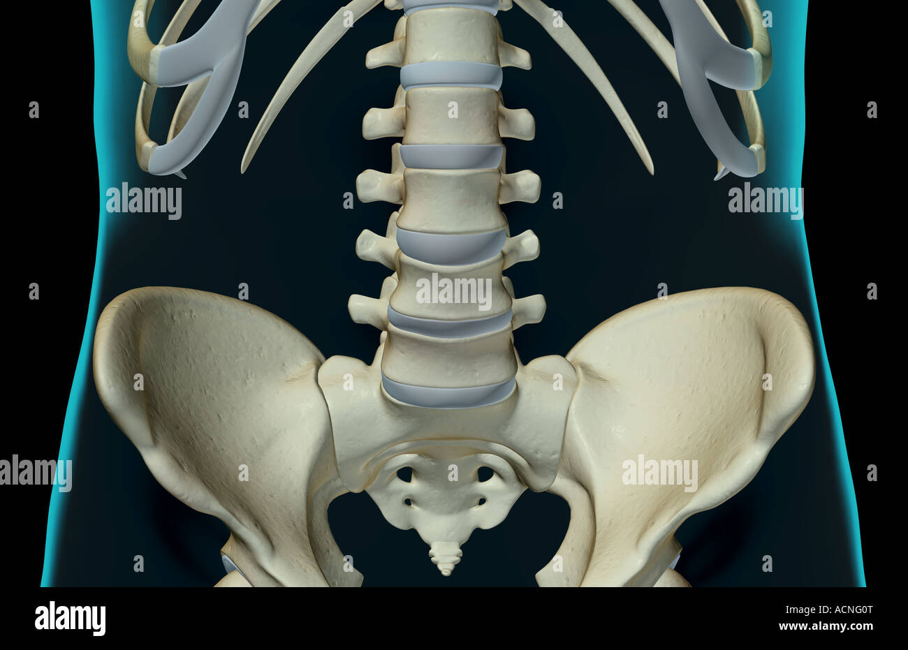 The bones of the pelvis Stock Photo - Alamy