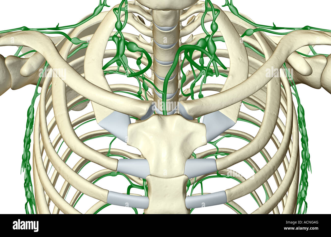 The lymph supply of the upper body Stock Photo - Alamy