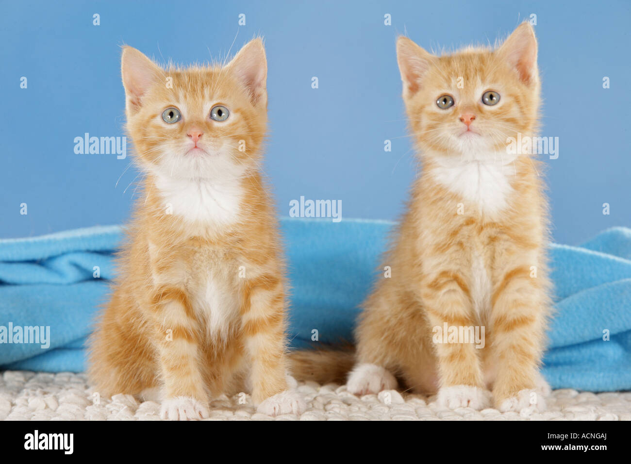 two kittens - sitting Stock Photo - Alamy