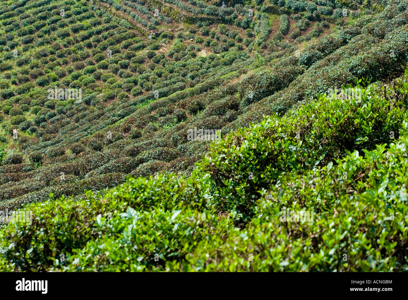 Longjing tea plantation hangzhou hi-res stock photography and images ...