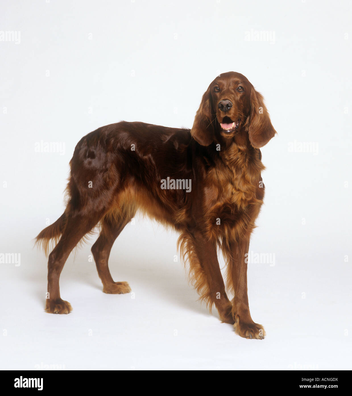 Irish setter panting hi-res stock photography and images - Alamy
