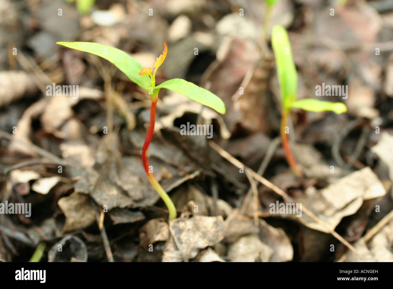 Maple seedlings hi-res stock photography and images - Alamy