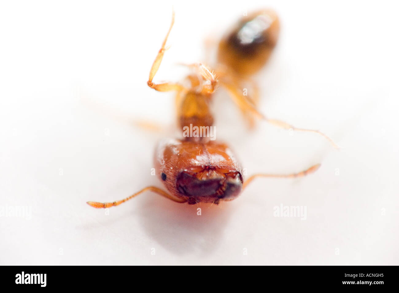 Pheidole ants hi-res stock photography and images - Alamy