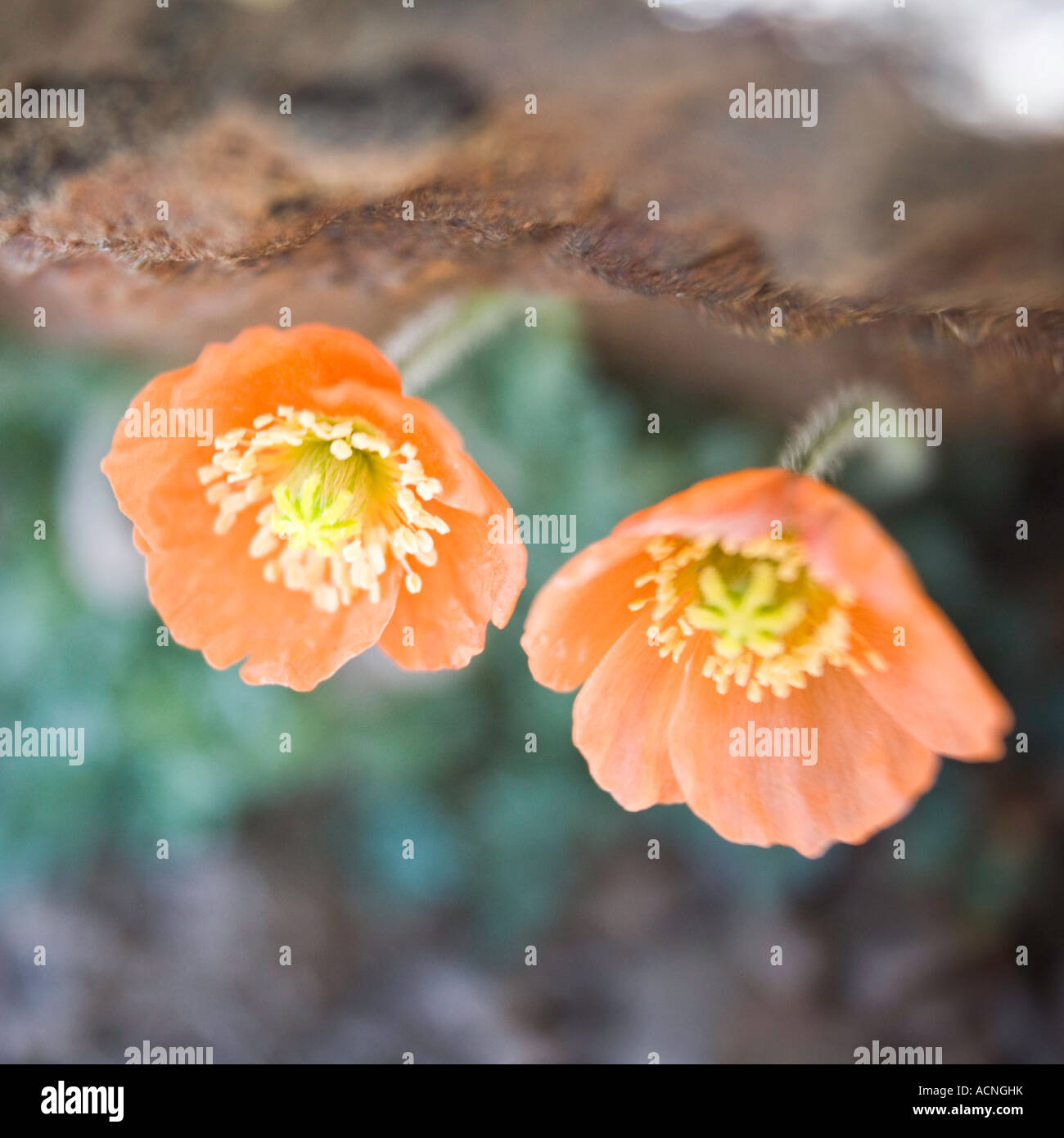 Sierra nevada poppy Stock Photo - Alamy