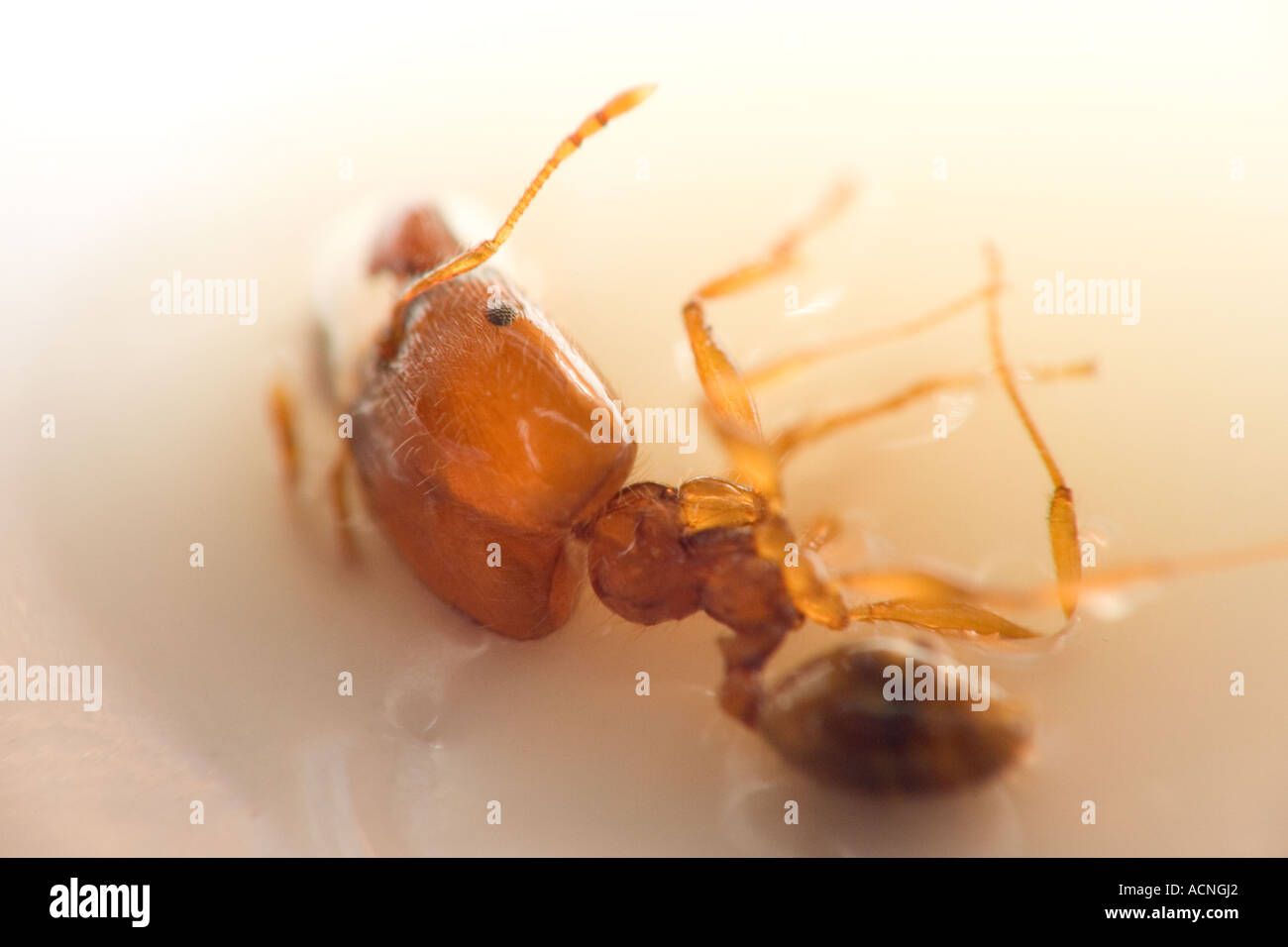 Pheidole pallidula hi-res stock photography and images - Alamy