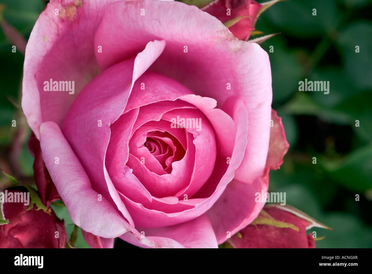Rosa Pretty Jessica Stock Photo - Alamy