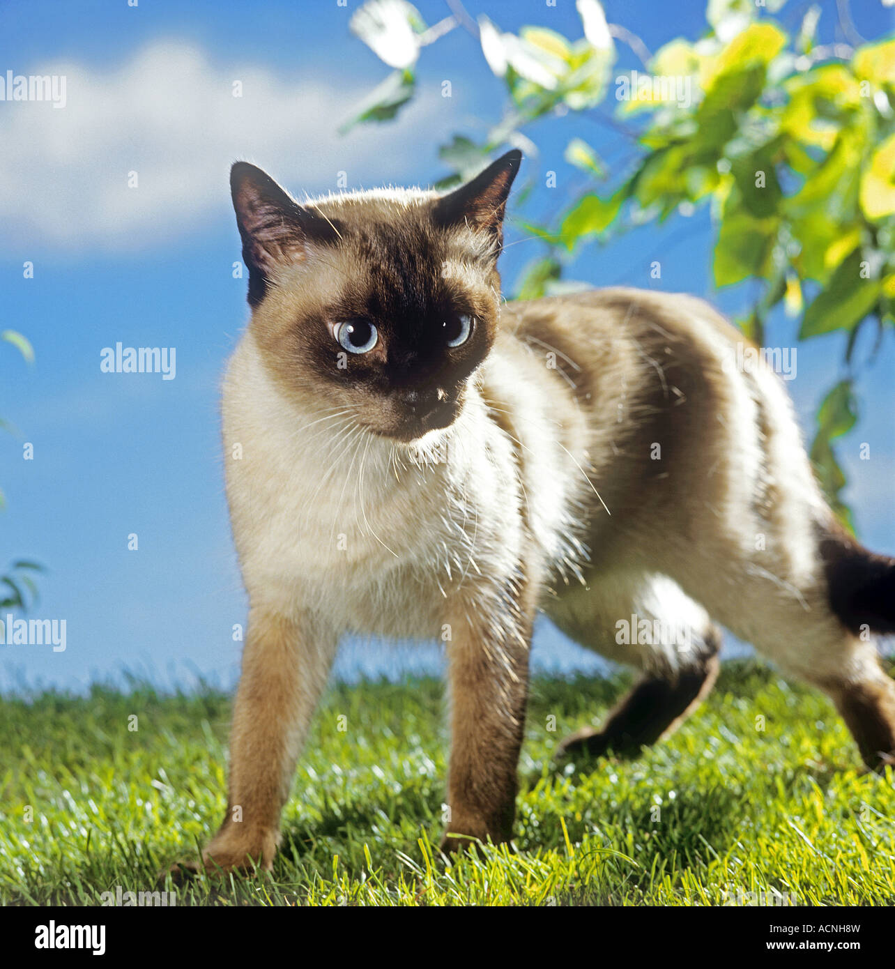 The sealpoint siamese cat hi-res stock photography and images - Alamy